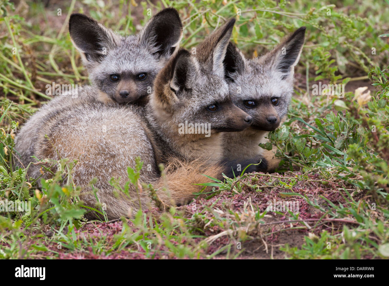 Bat eared foxes hi-res stock photography and images - Alamy