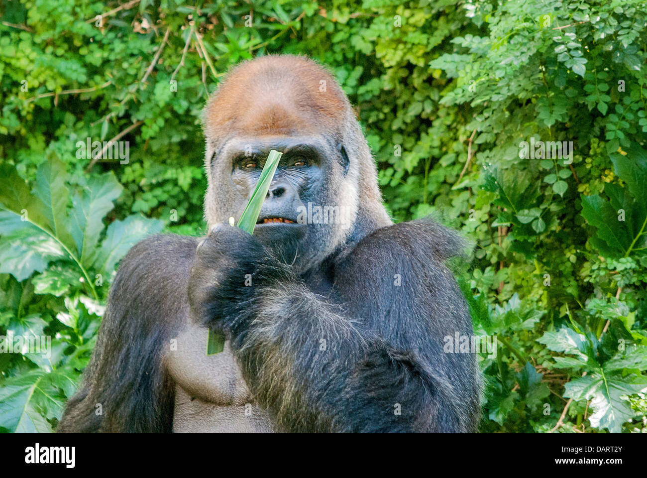Rigo, a silverback gorilla in an Australian zoo Stock Photo - Alamy