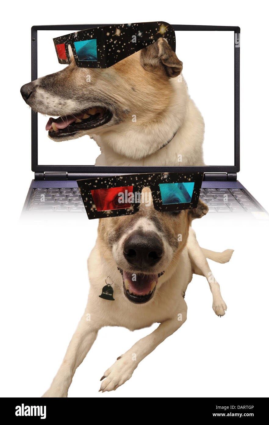 Dog breed hi hi-res stock photography and images - Alamy