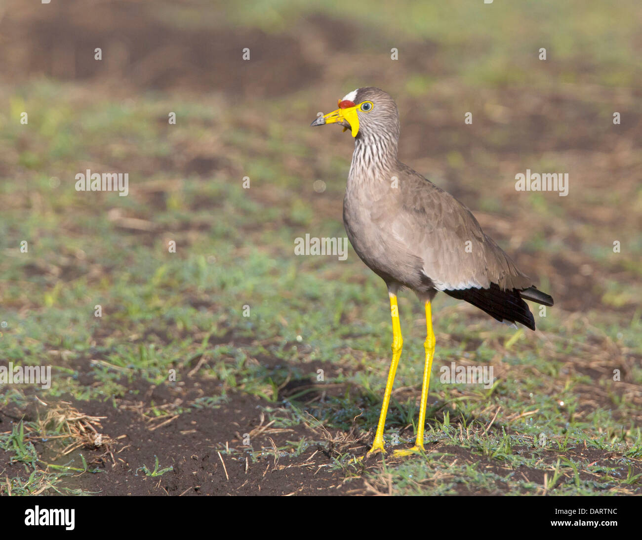 African wattled plover hi-res stock photography and images - Alamy