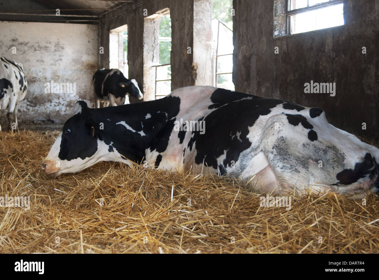 Pet farms: cows in a cowshed Stock Photo - Alamy