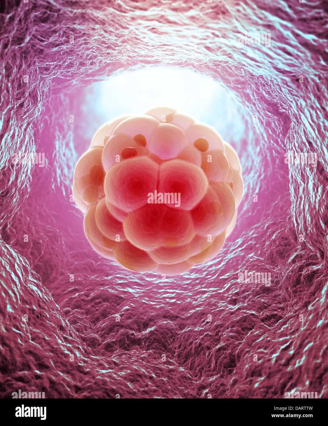 Embryo cleavage - scientific 3d illustration Stock Photo - Alamy