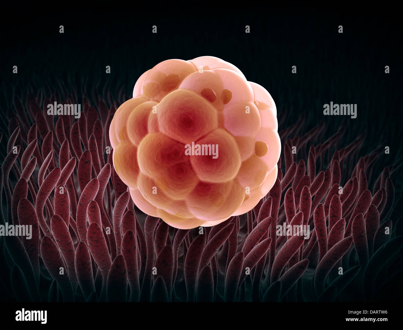 Cleavage embryo hi-res stock photography and images - Alamy