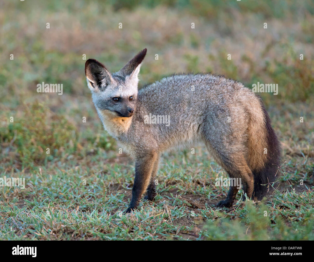 Africa, Tanzania, Serengeti. Bat-eared Fox (Otocyon megalotis Stock ...