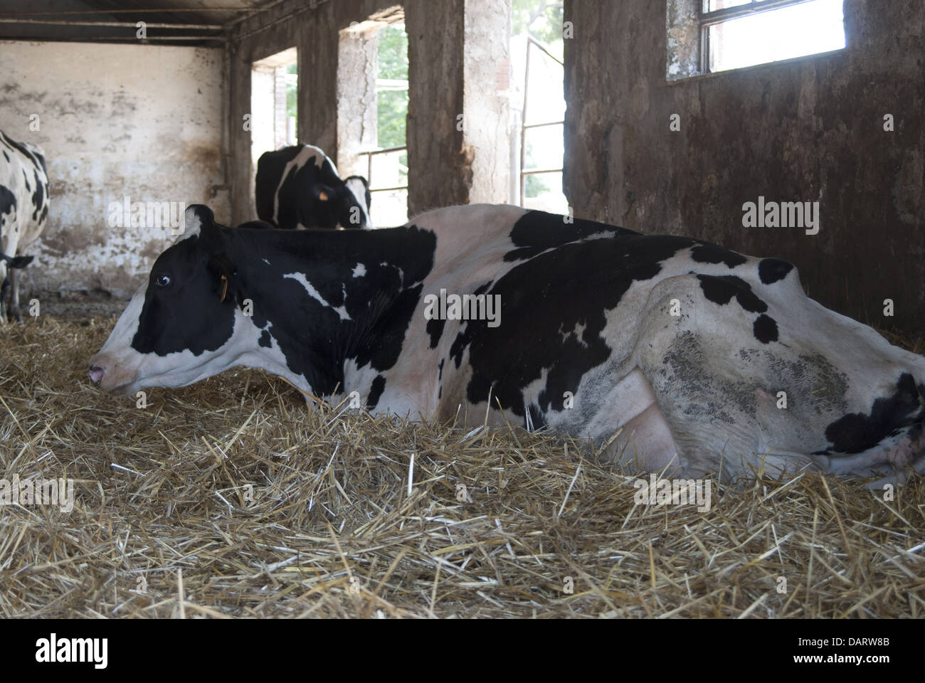 Pet farms: cows in a cowshed Stock Photo - Alamy