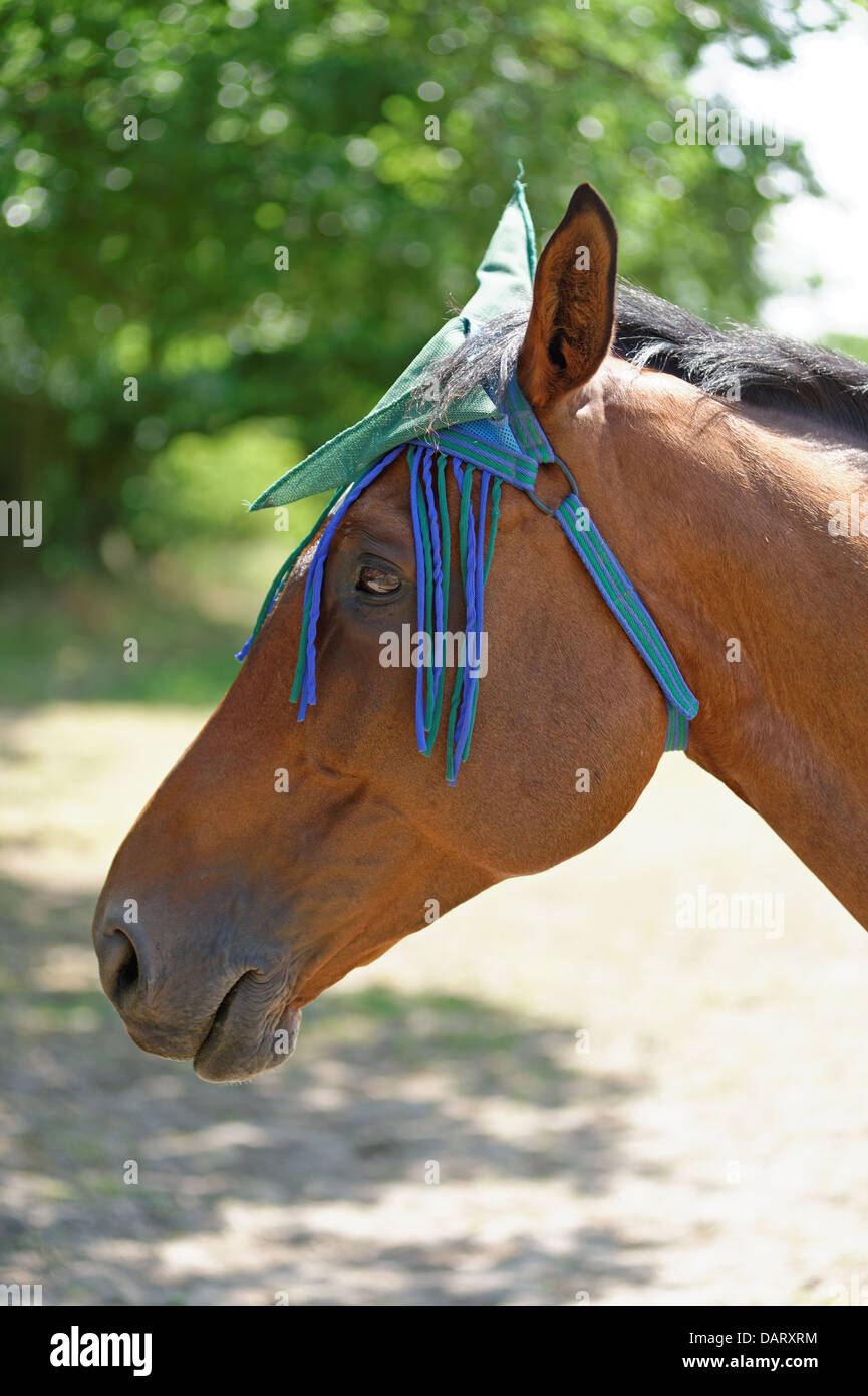 Portrait of a Thoroughbred horse wearing a fly protection fringe Stock ...