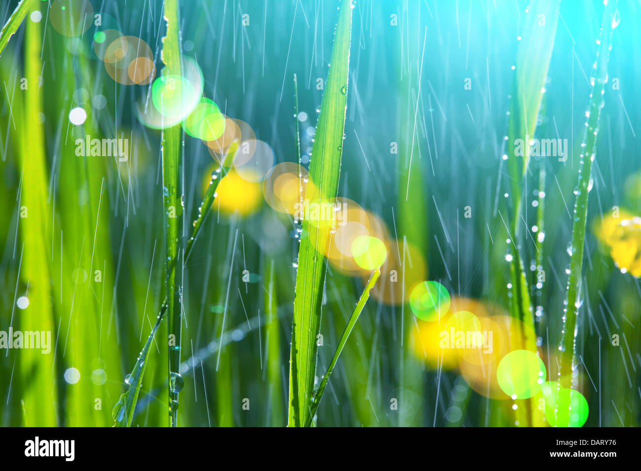 Rain in garden Stock Photo - Alamy