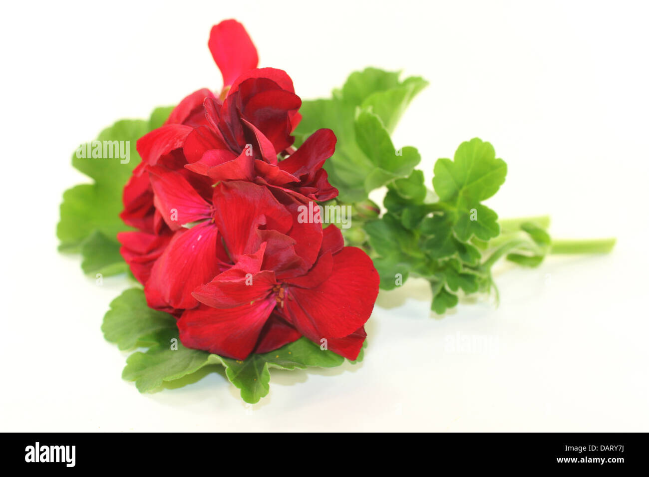 a geranium flower and leaves against a white background Stock Photo - Alamy