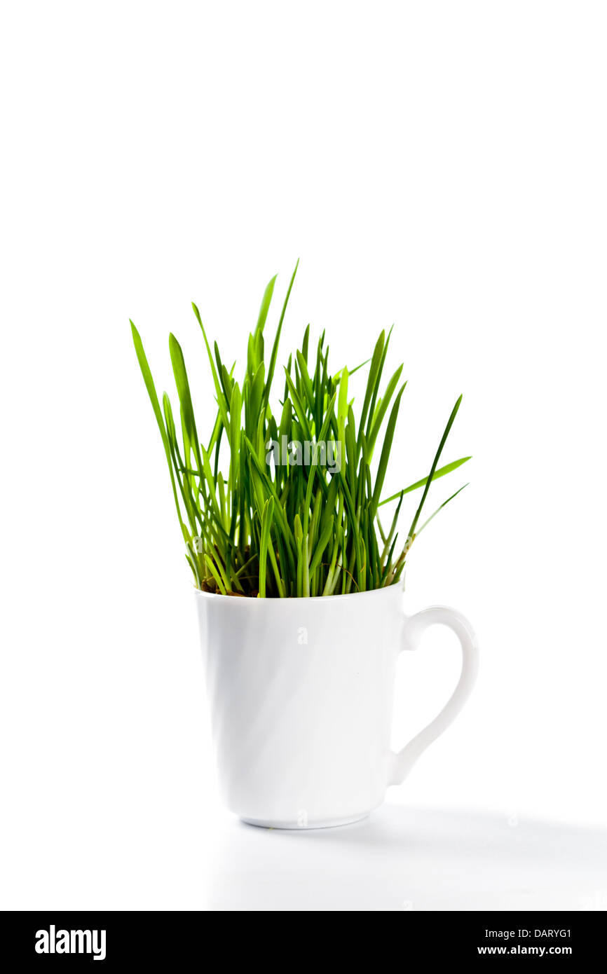 fresh green grass in coffee cup Stock Photo - Alamy