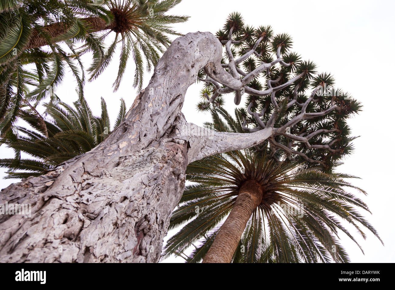 Drago tree growing very tall alongside some palm trees, looking up ...