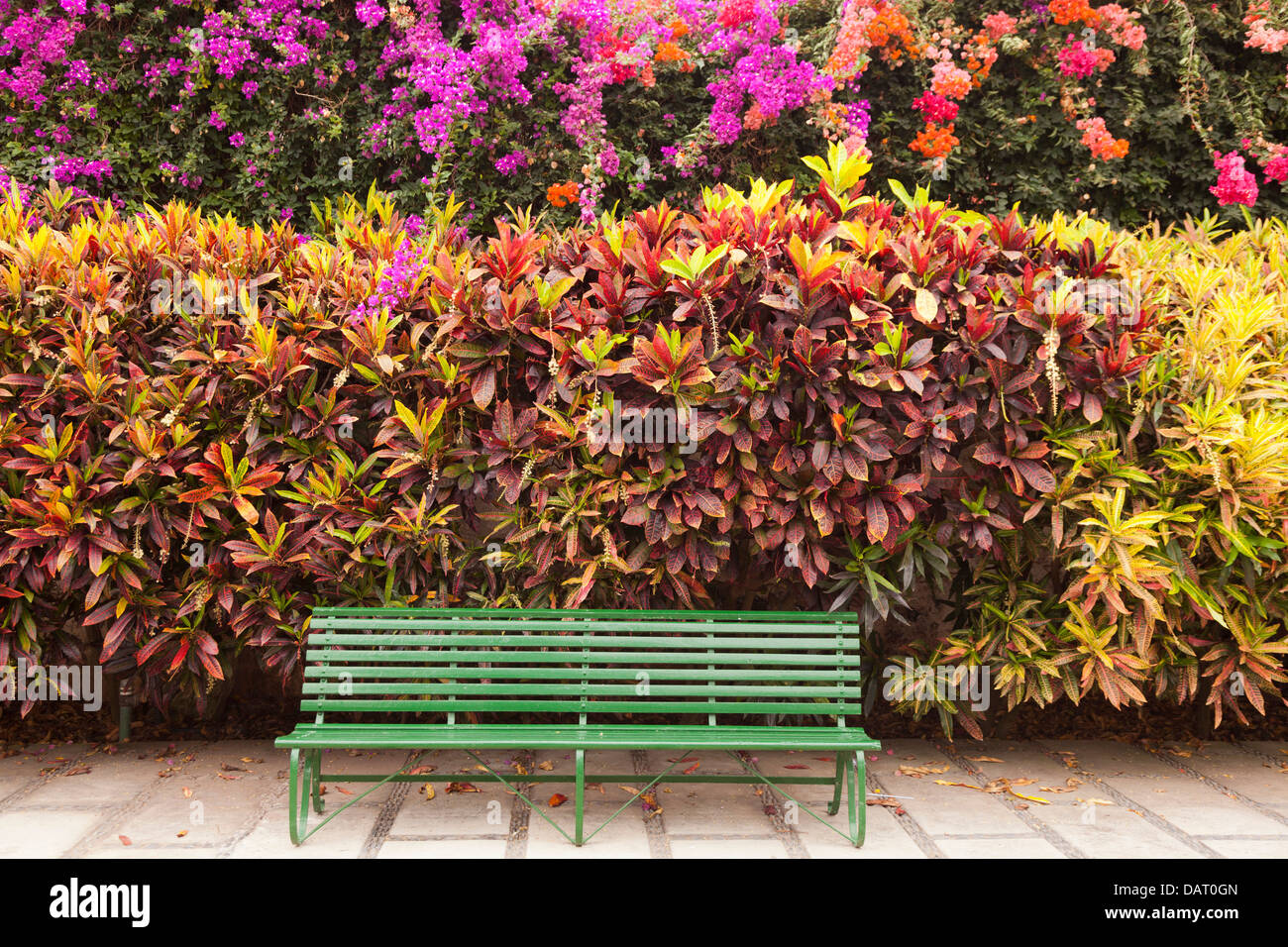 Green bench in front of colourful hedge with bouganvillea and other ...