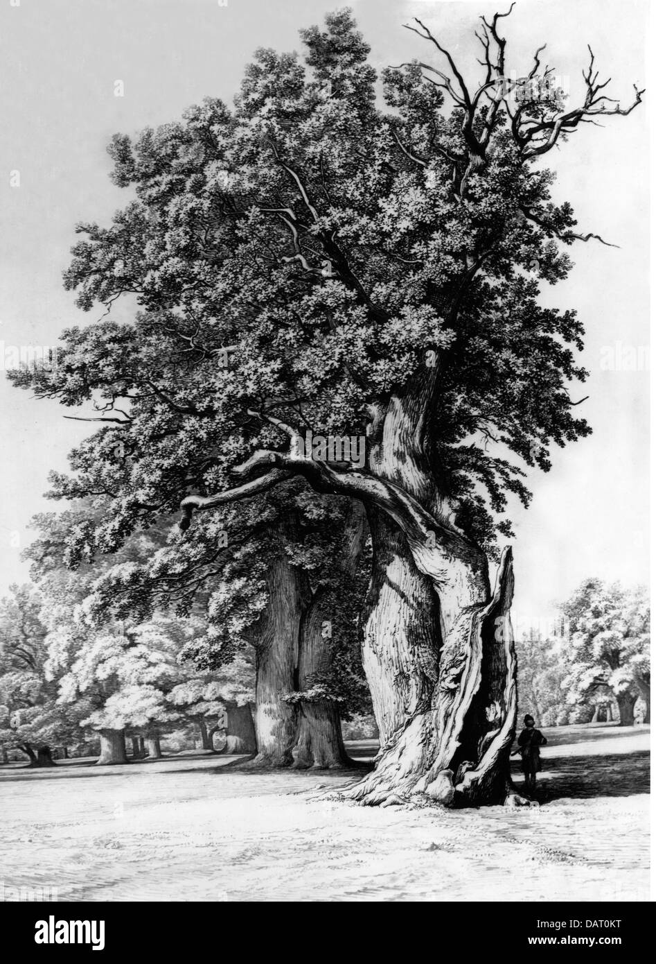 Pencil Drawing Of Oak Tree