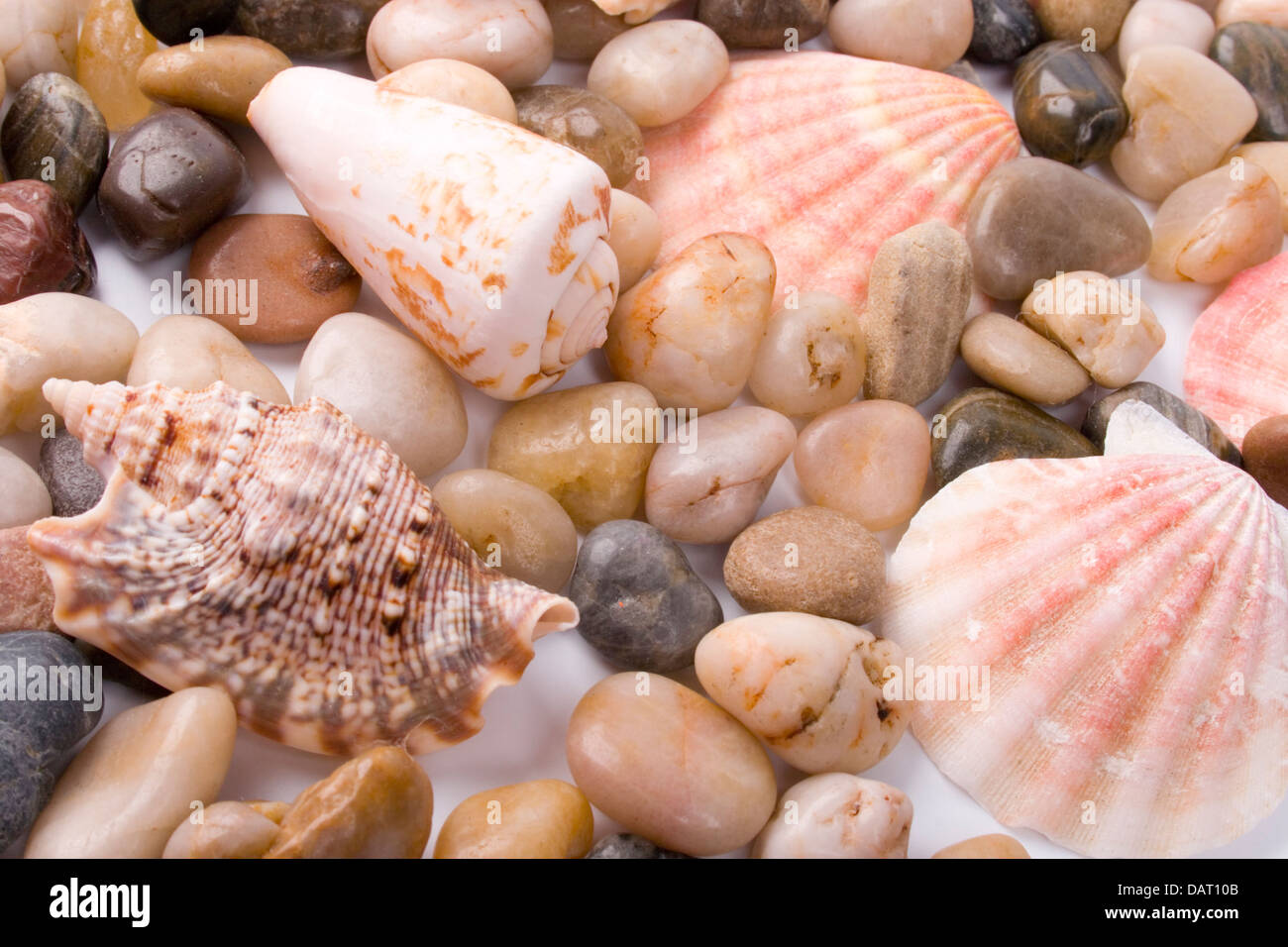 sea shells and pebble Stock Photo - Alamy