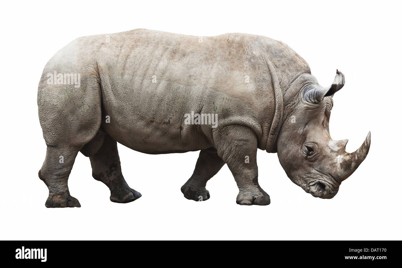 huge rhino isolated on white Stock Photo - Alamy