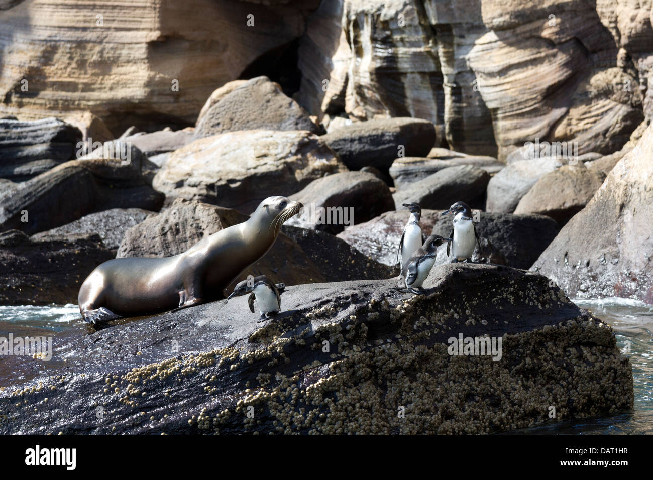 Isla isabela penguin hi-res stock photography and images - Alamy