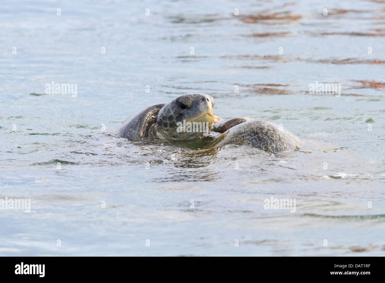 Mating, Green Sea Turtle, Chelonia mydas agassizii, Black Turtle Cove ...