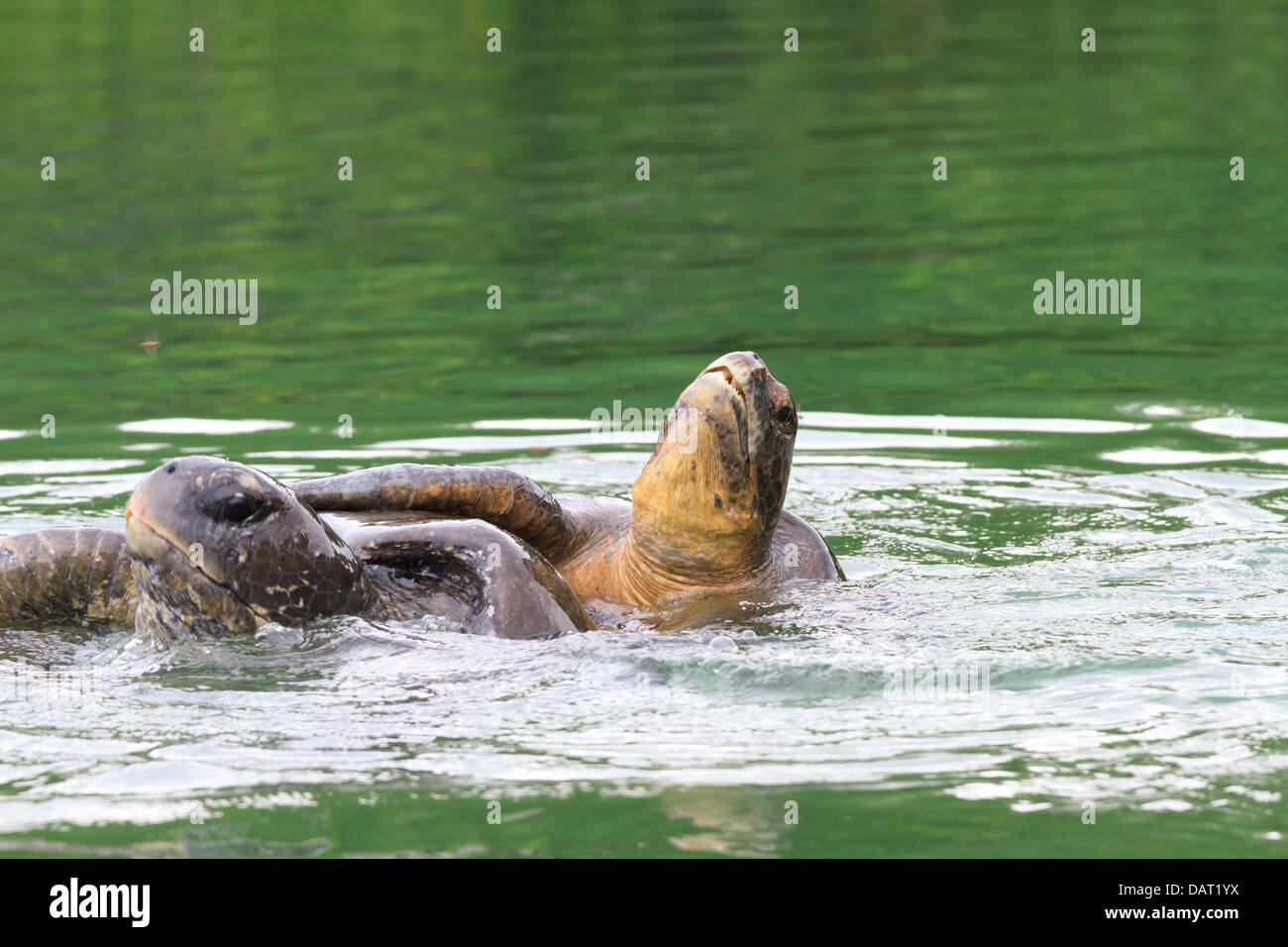Mating, Green Sea Turtle, Chelonia mydas agassizii, Black Turtle Cove ...