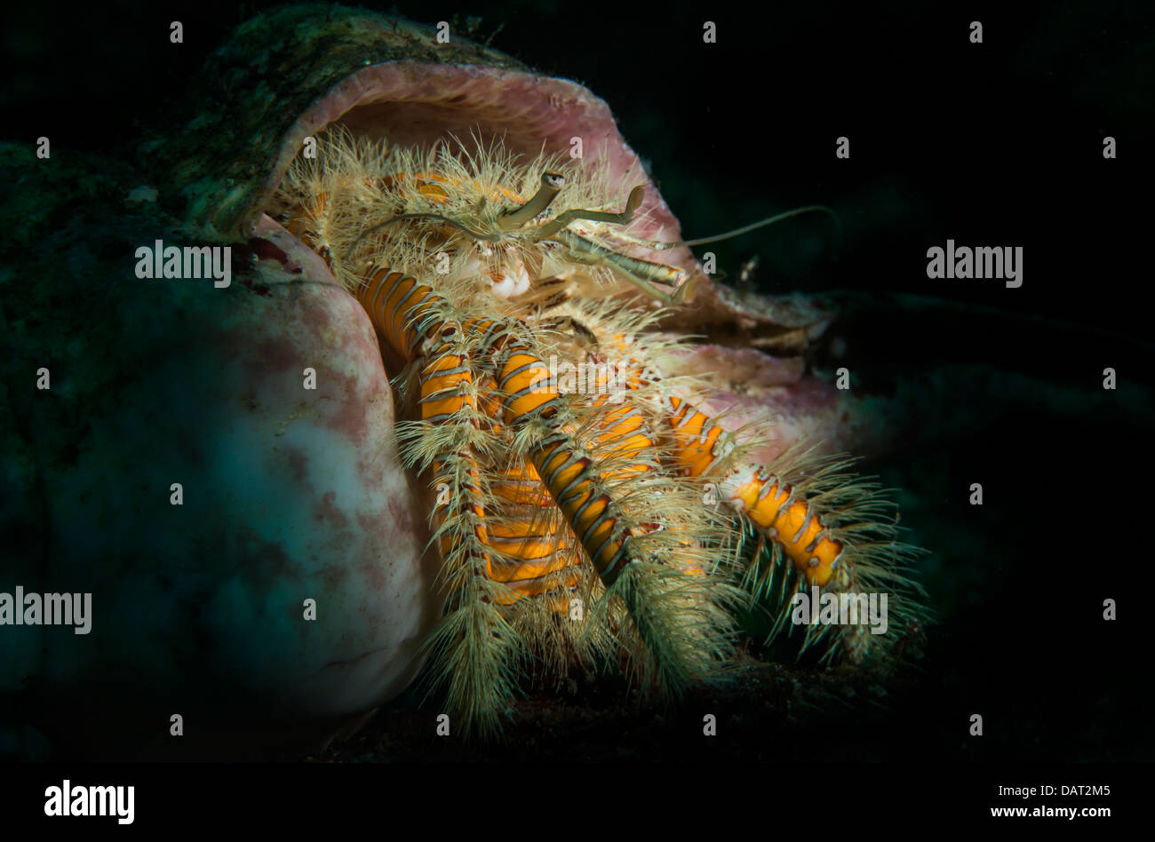 Hermit crab shell hi-res stock photography and images - Alamy
