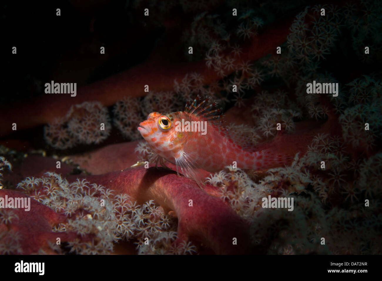 Pixie Hawkfish (Cirrhitichthys oxycephalus) on soft coral Stock Photo ...