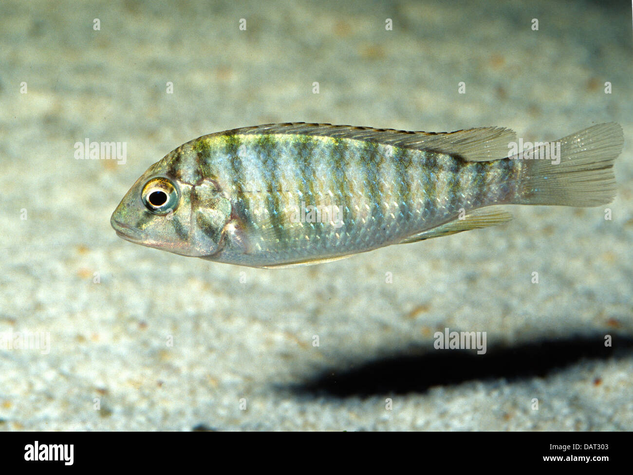 Simochromis babaulti, Cichlidae, Tanganiyka Lake, Africa Stock Photo ...