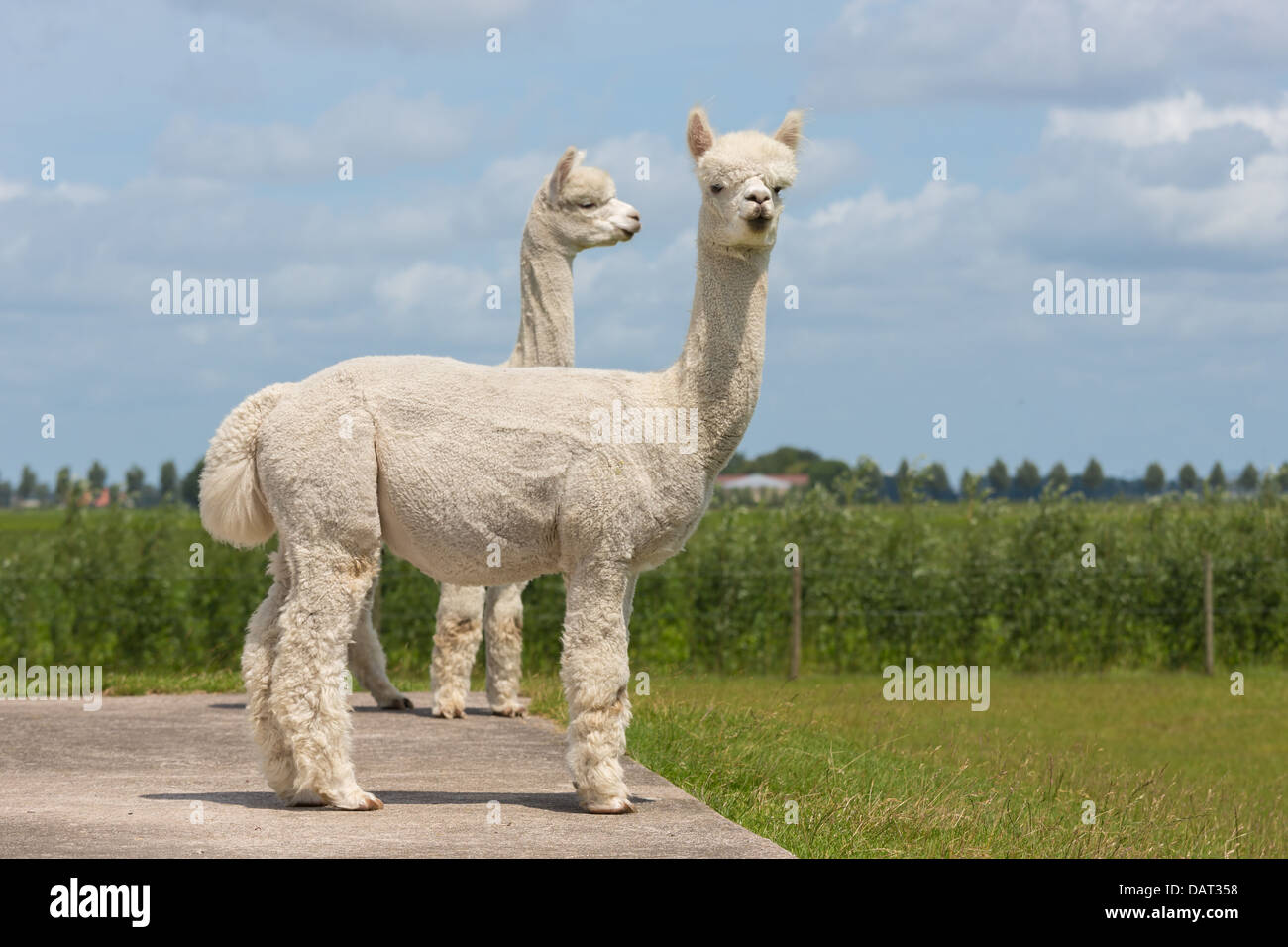 Two peruvian alpacas in a Dutch animal park Stock Photo - Alamy