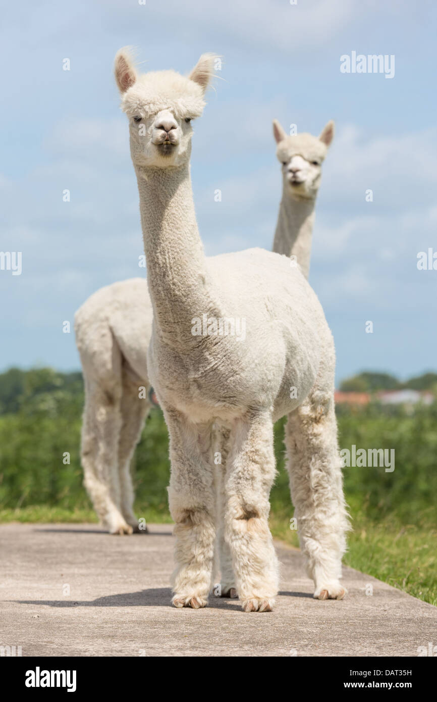 Two peruvian alpacas in a Dutch animal park Stock Photo - Alamy