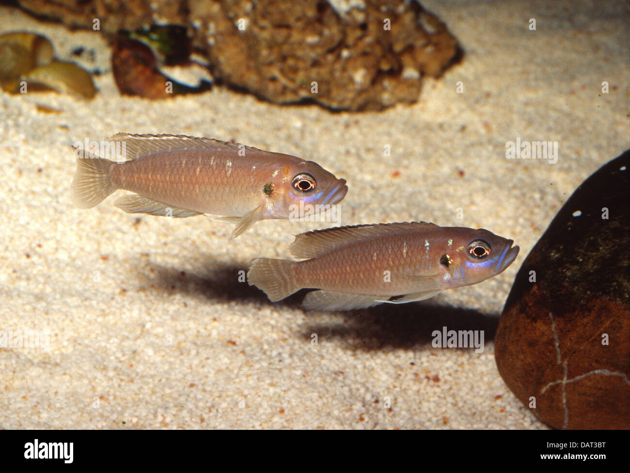 Cichlids fish fishes aquarium aquariaroberto nistri endemics endemic ...