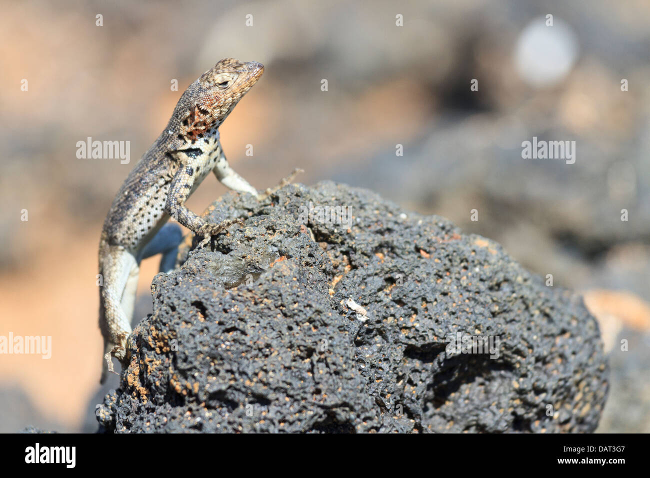 Galapagos Lava Lizard, Microlophus, Bartolome Island, Galapagos Islands ...