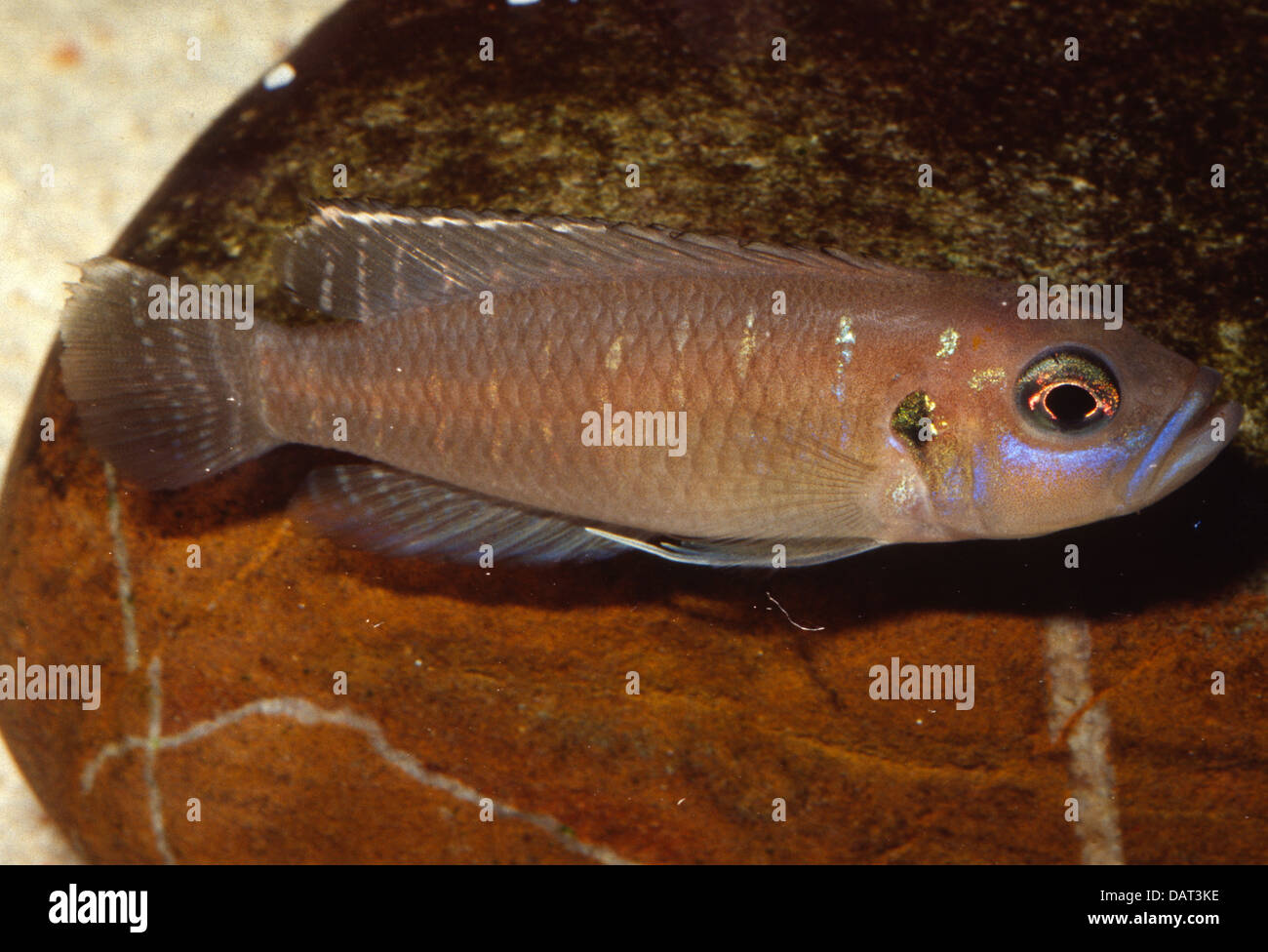 Cichlids fish fishes aquarium aquariaroberto nistri endemics endemic ...