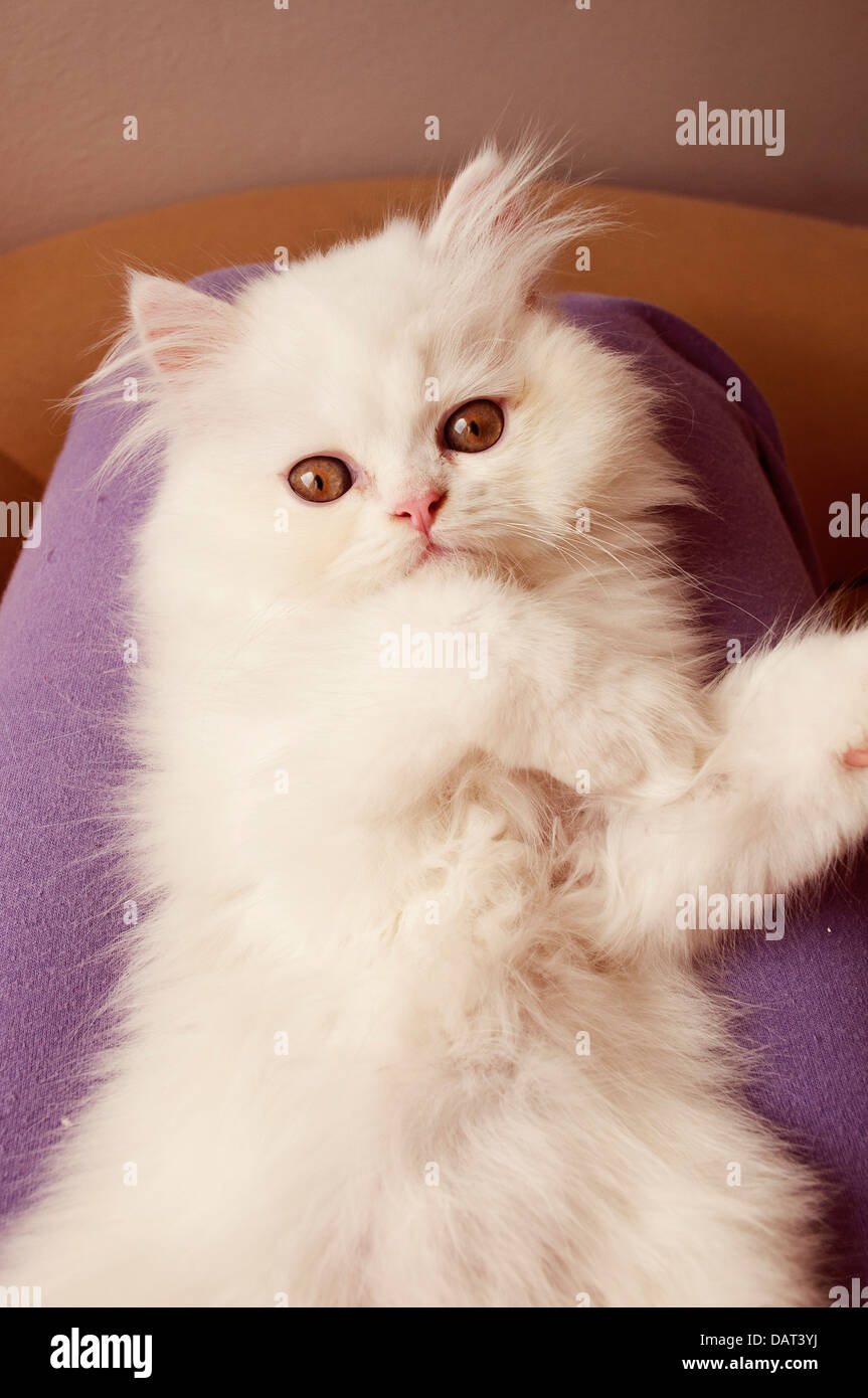 Adorable white Persian kitten Stock Photo - Alamy