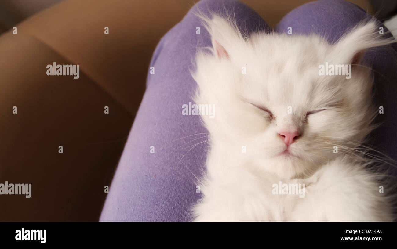 Adorable white Persian kitten Stock Photo - Alamy