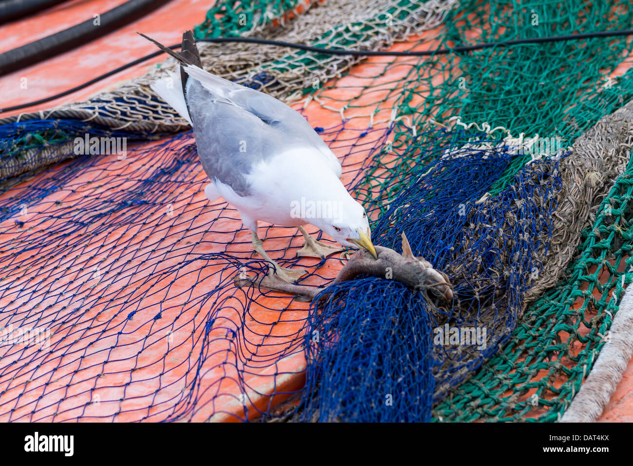 Seagull try to eating a small shark Stock Photo - Alamy