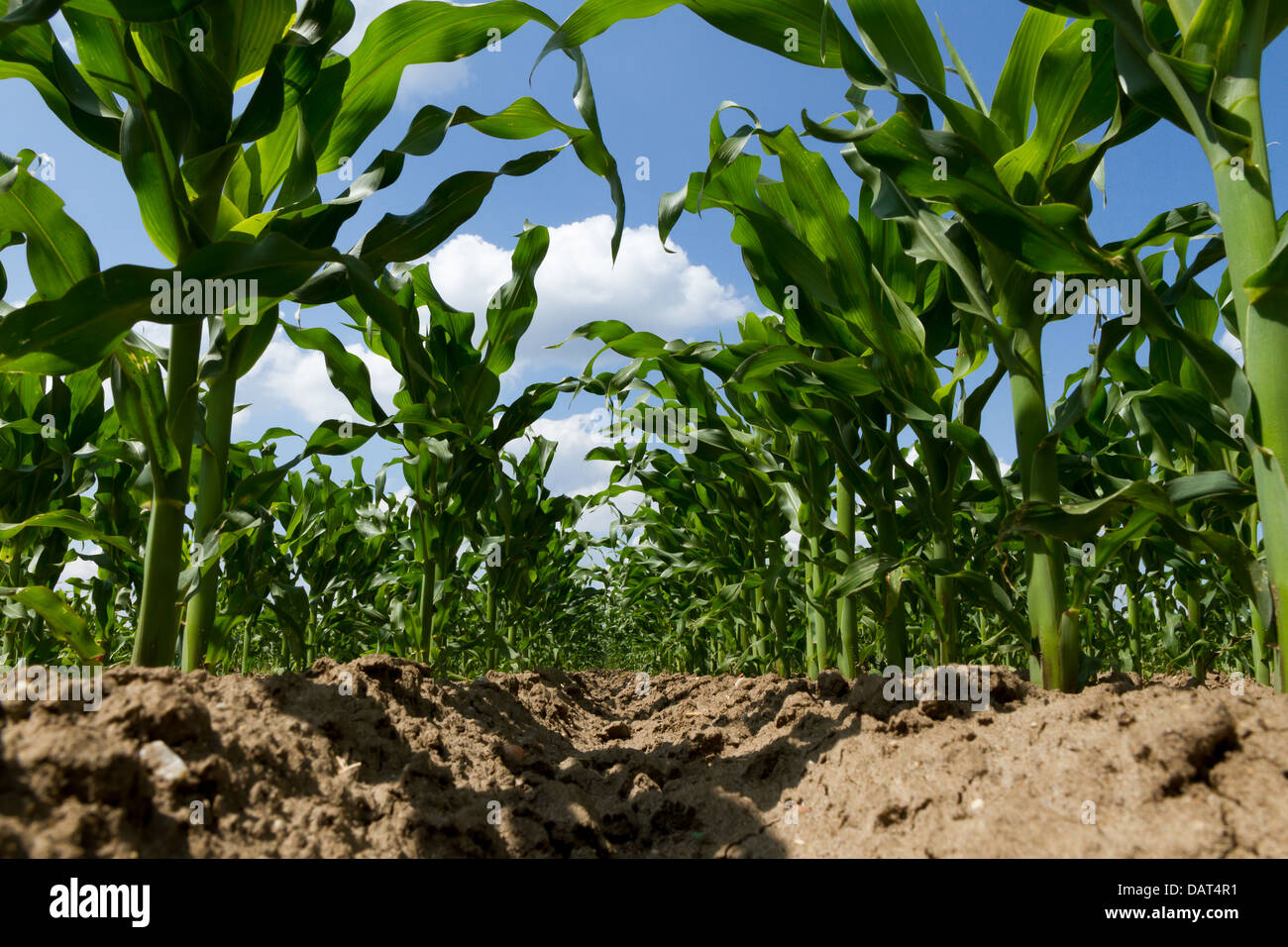 Field low angle hi-res stock photography and images - Alamy