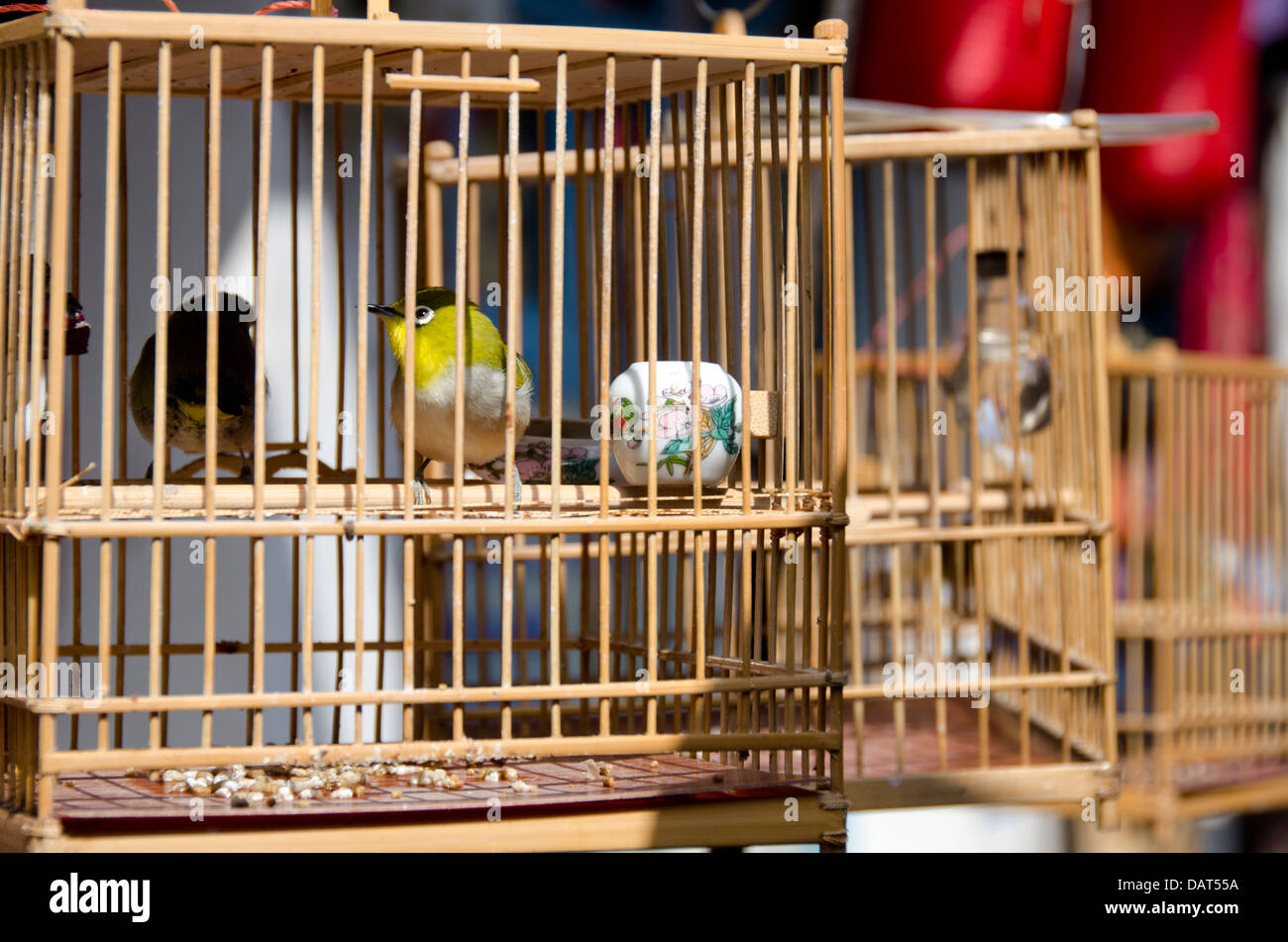 Chinese bird cage cages hanging hi-res stock photography and images - Alamy