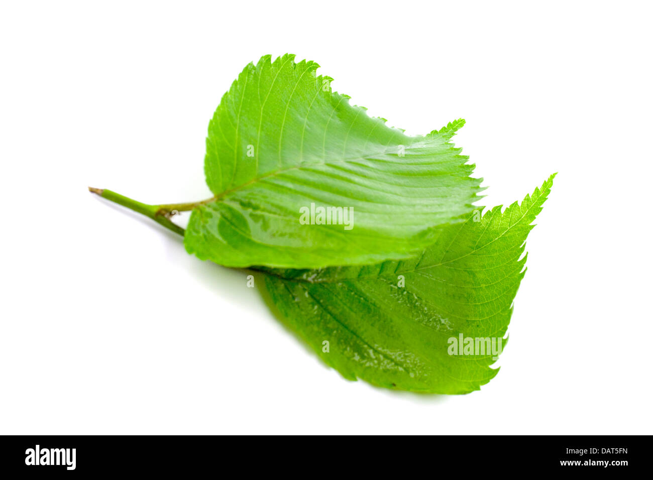 Jungle beauty Cut Out Stock Images & Pictures - Alamy