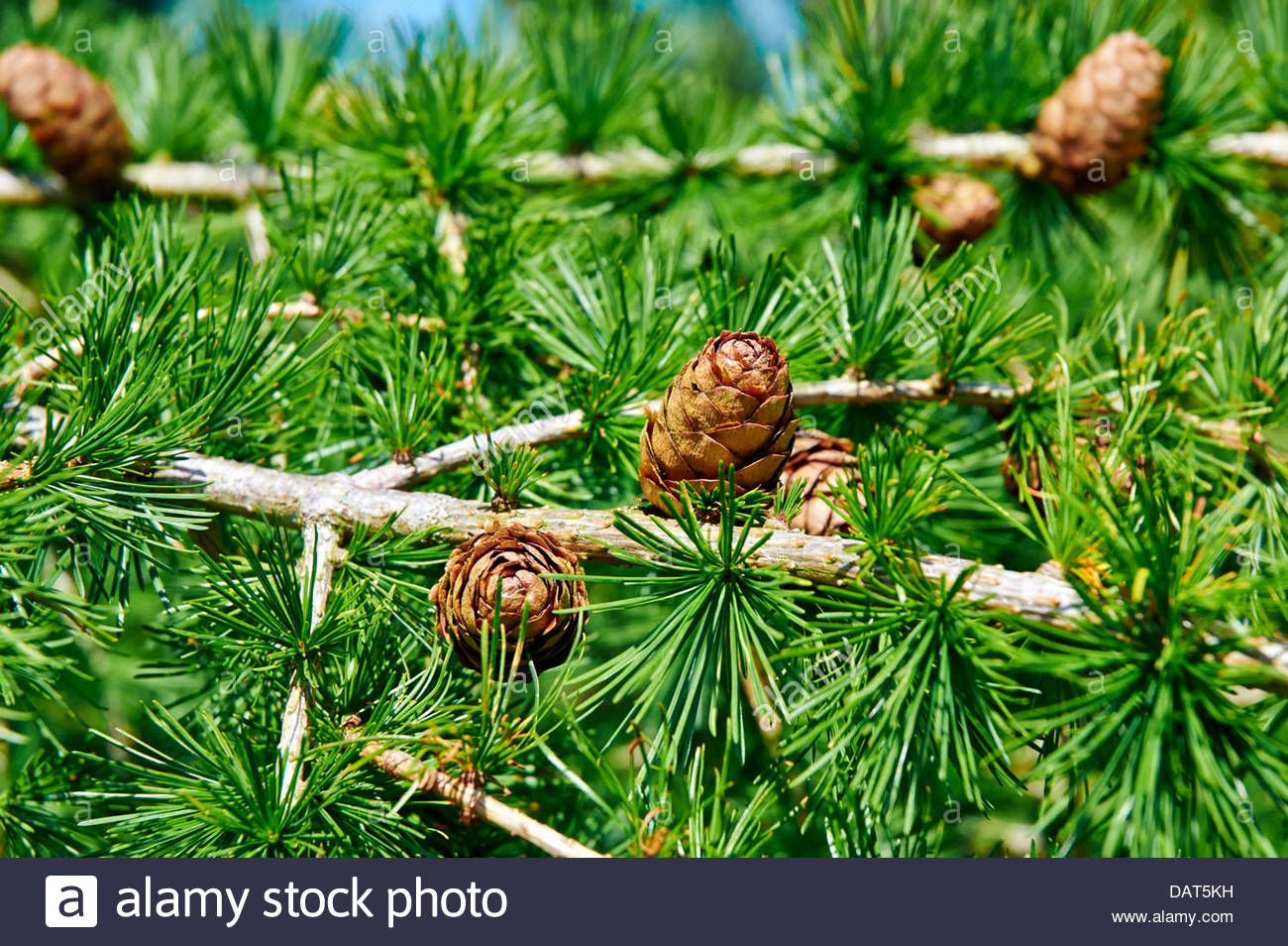 Mature Cones High Resolution Stock Photography and Images - Alamy