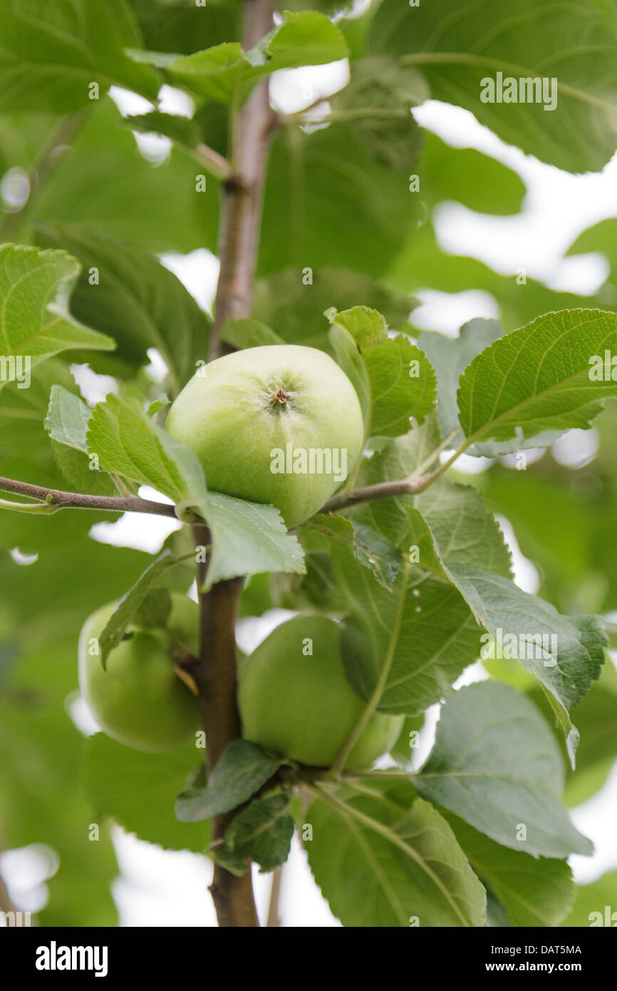 growing apple on the tree, organic food Stock Photo - Alamy