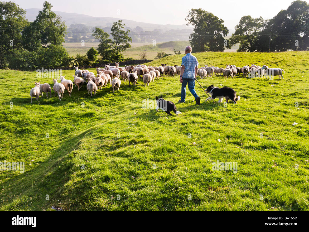 Working sheep dogs hi-res stock photography and images - Alamy