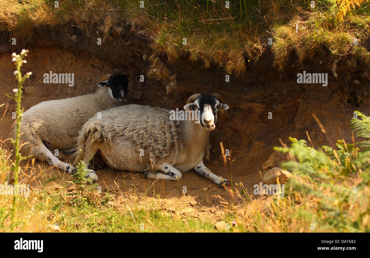 Sheltering in summer hi-res stock photography and images - Alamy
