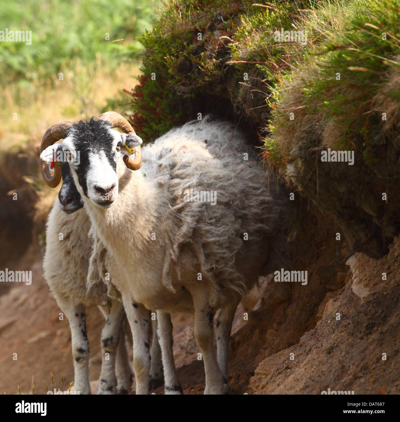 Sheltering in summer hi-res stock photography and images - Alamy