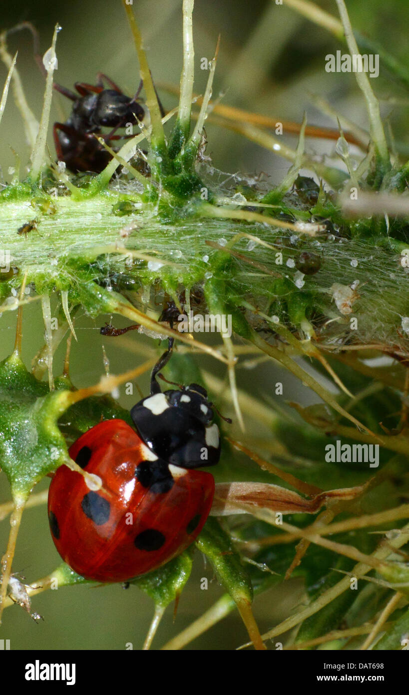 Close up of Ladybird on thistle eating aphids Stock Photo - Alamy