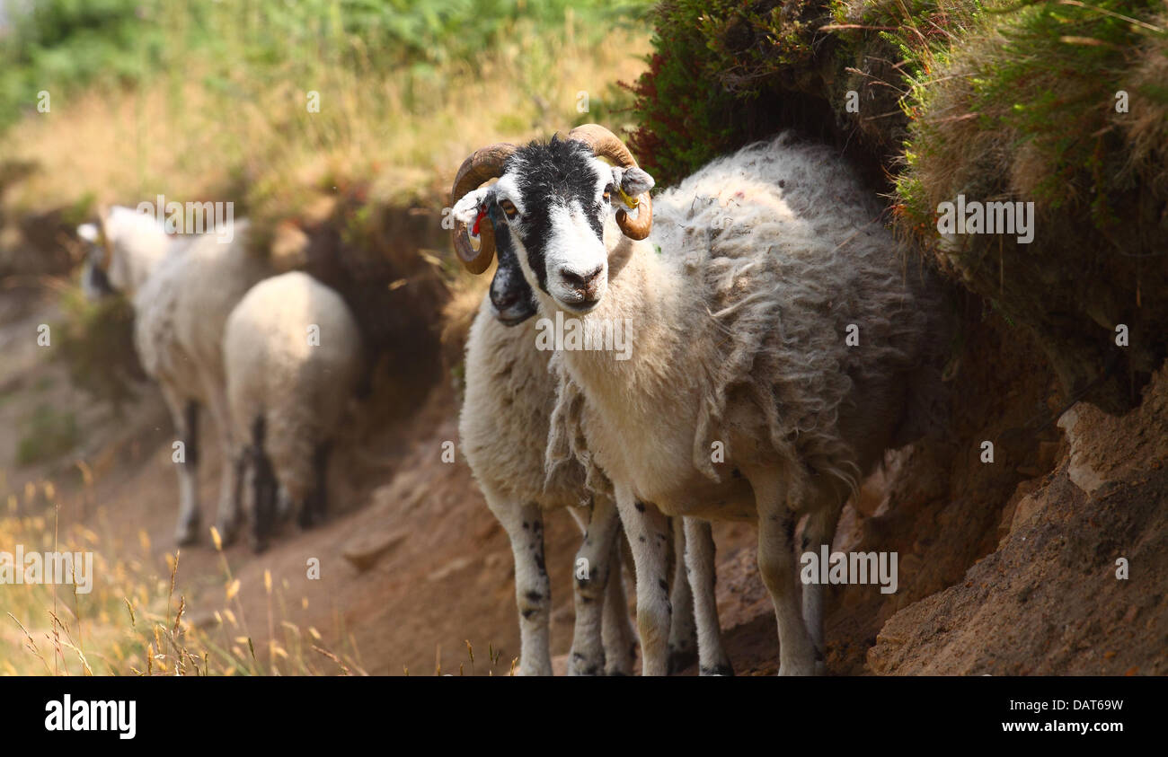 Sheltering in summer hi-res stock photography and images - Alamy