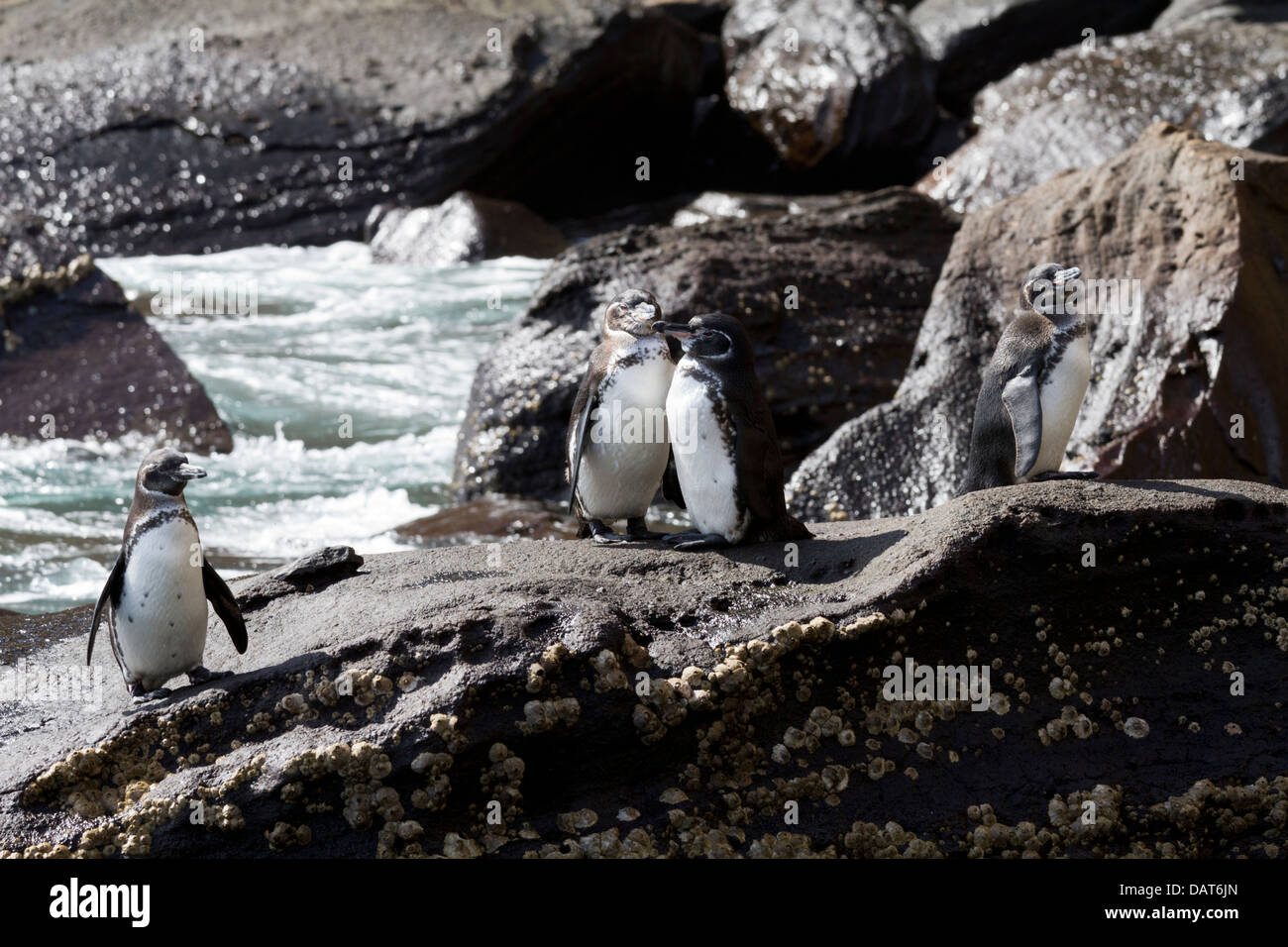 Isla isabela penguin hi-res stock photography and images - Alamy