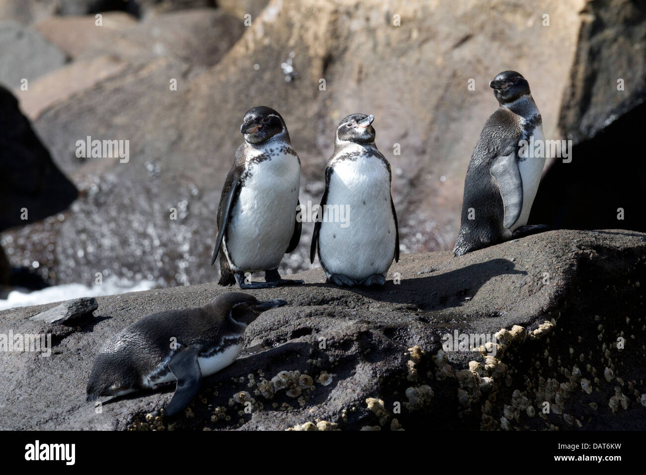 Isla isabela penguin hi-res stock photography and images - Alamy