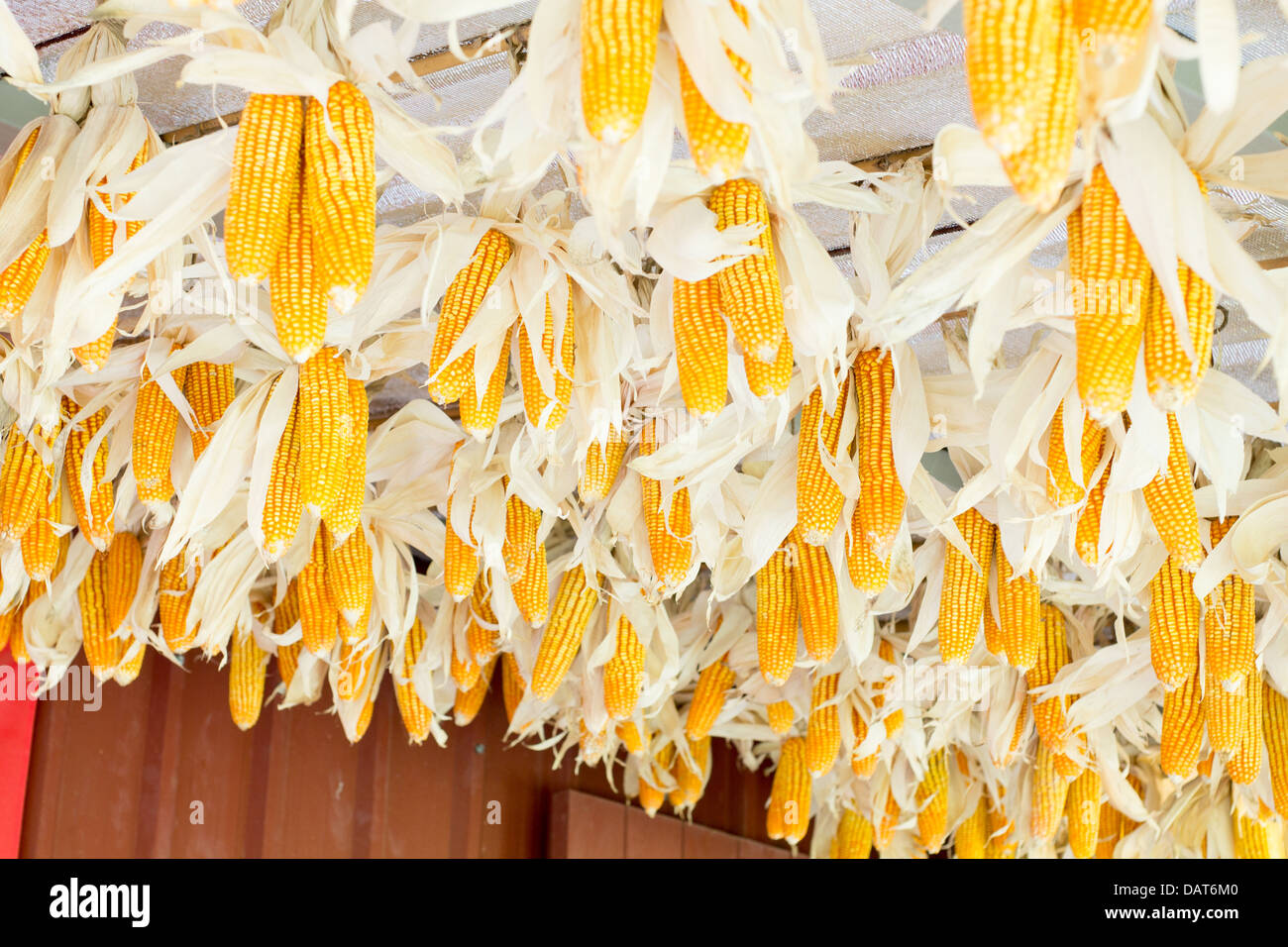 Corn crop drying hi-res stock photography and images - Alamy