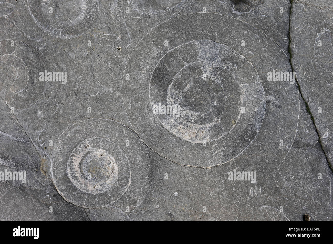 Ammonite Pavement (Coroniceras bucklandi or Arietites bucklandi Stock ...