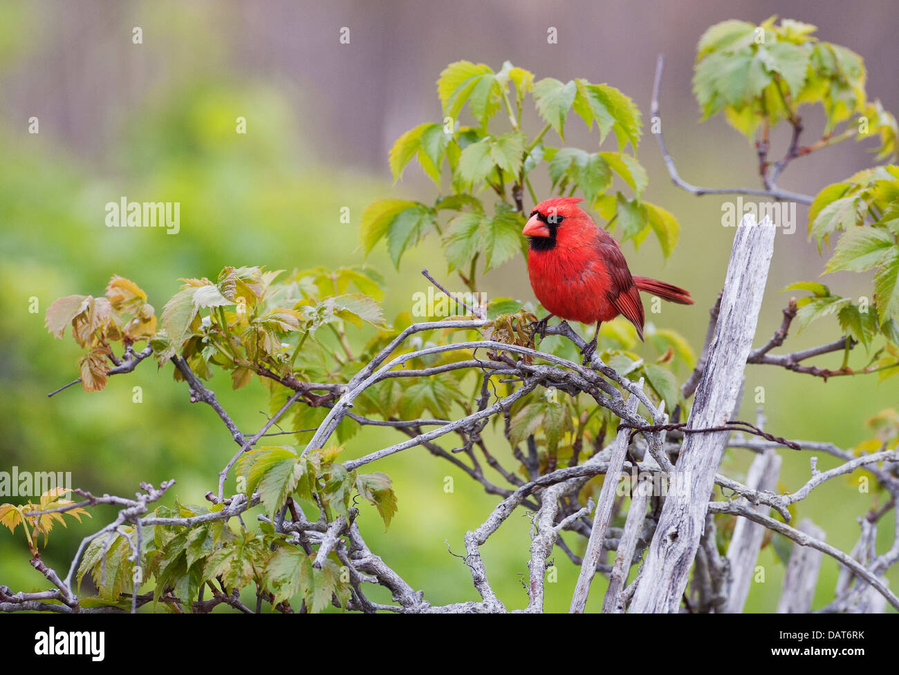 Male northern cardinal in spring Stock Photo - Alamy