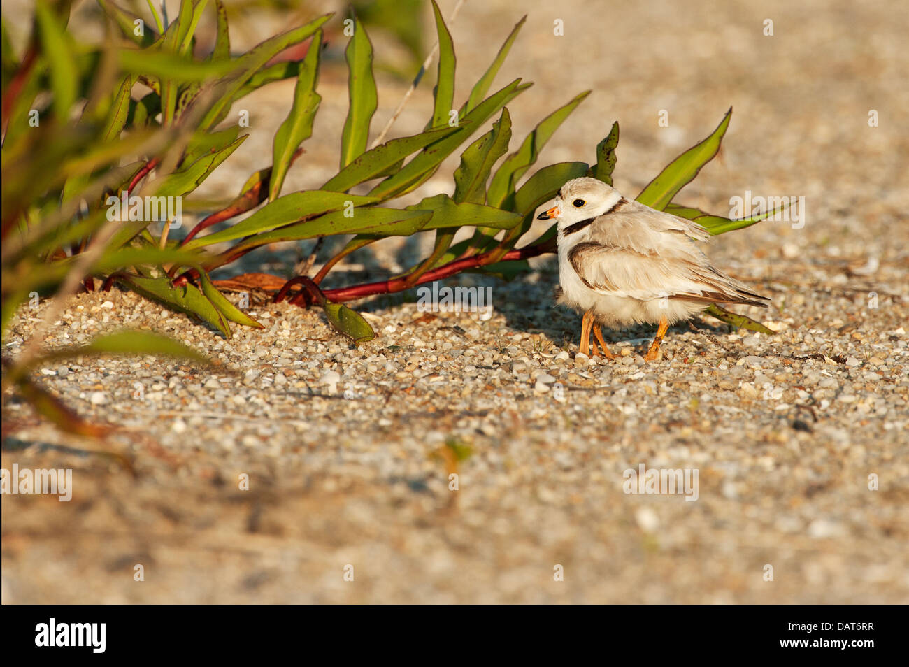 Piping plover sheltering chicks Stock Photo - Alamy
