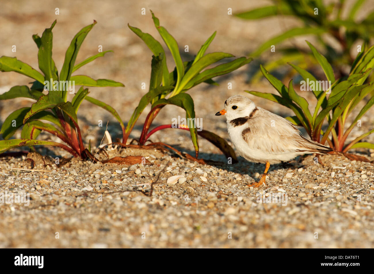 Piping plover in beach habitat Stock Photo - Alamy