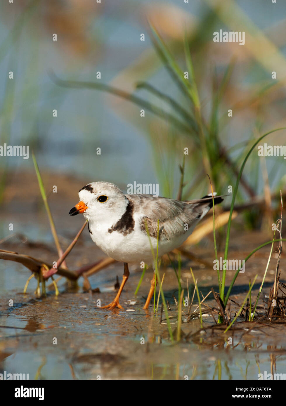 Piping plover in coastal beach habitat Stock Photo - Alamy